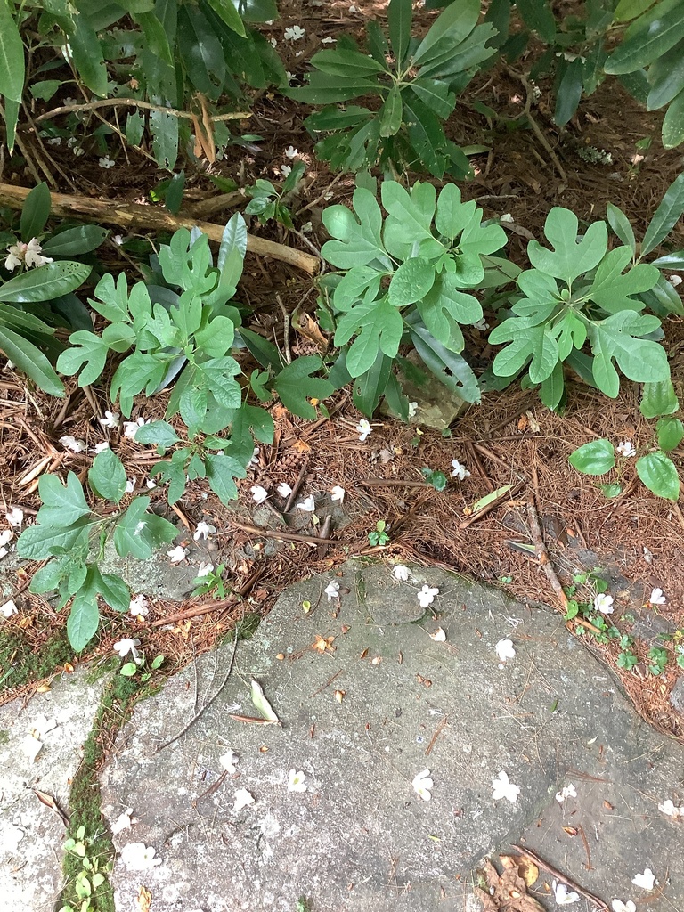 sassafras from Nantahala National Forest, Highlands, NC, US on July 14 ...