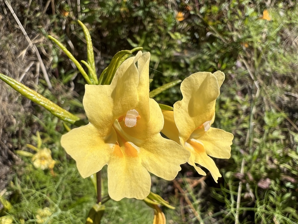 Diplacus × lompocensis from Pismo Beach, CA, US on July 26, 2023 at 04: ...