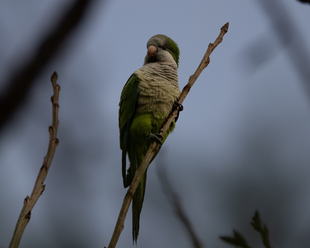 Monk Parakeet from Cartagena, Valparaíso, Chile on July 26, 2023 at 09: ...