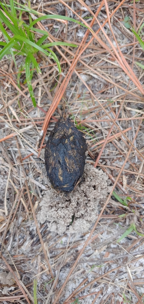 Gopher Tortoise in July 2023 by FL BOAR. Fresh scat · iNaturalist