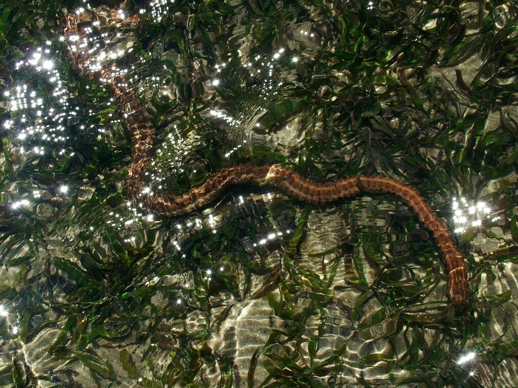 Synaptidae from Betioky-Atsimo, Madagascar on November 26, 2004 at 10: ...