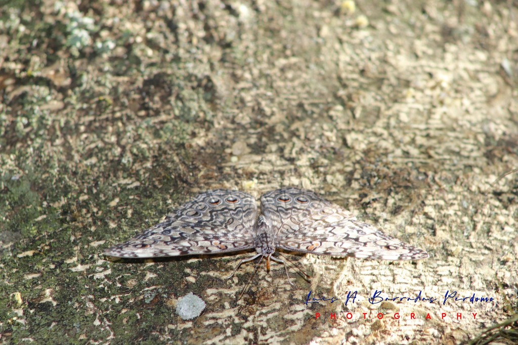 Hamadryas februa ferentina from Nido del Halcón, Col Santa Bárbara, Ver ...