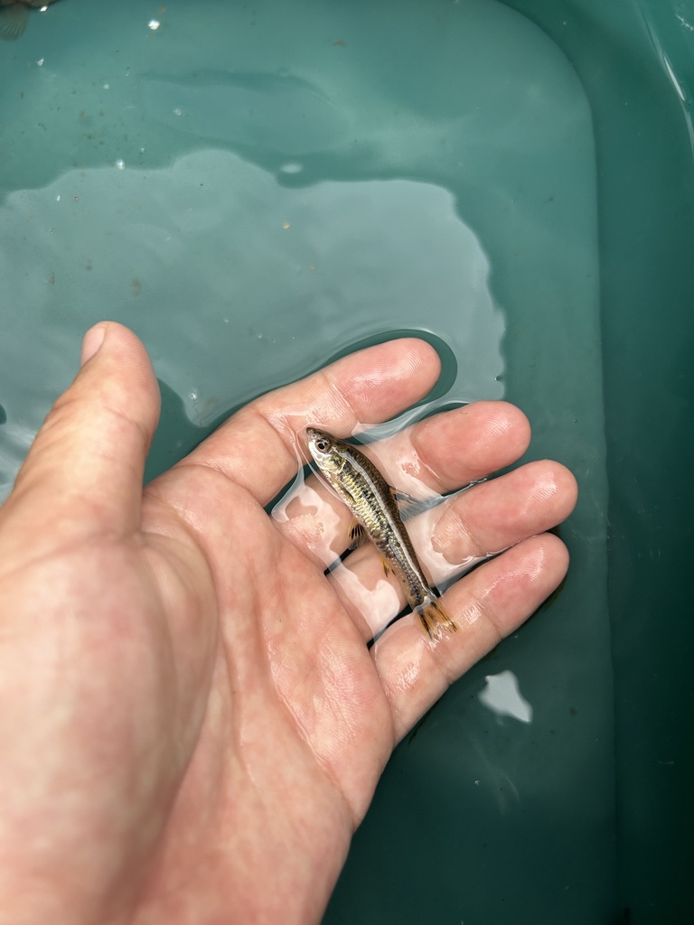 (Sarcocheilichthys kiangsiensis) - Marine Life Identification