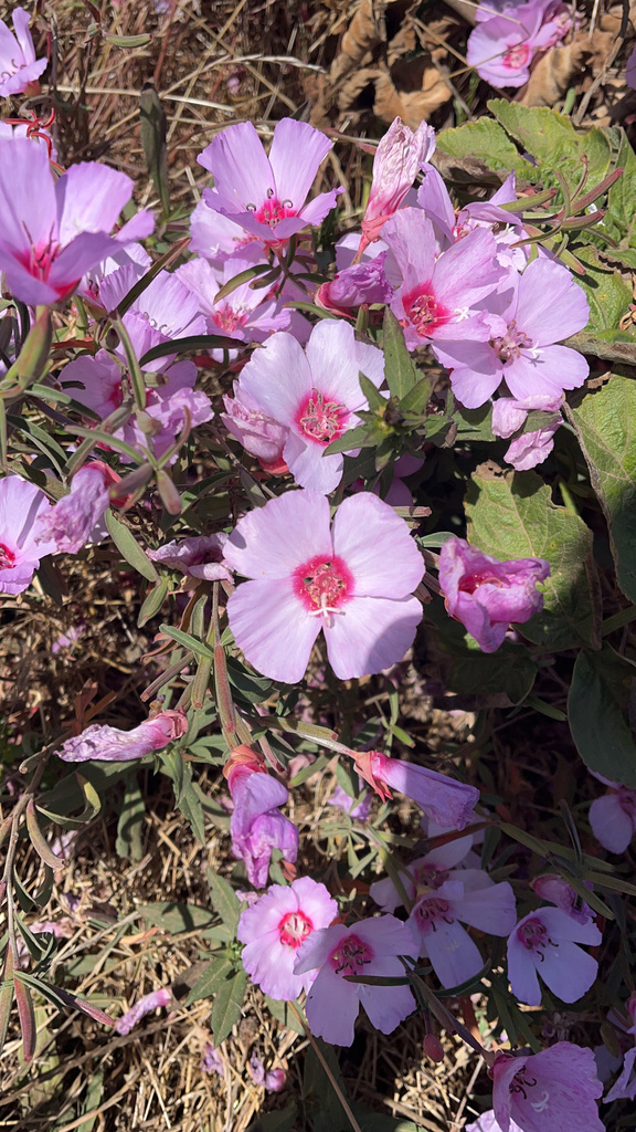 ruby chalice clarkia from North Pacific Ocean, CA, US on July 22, 2023 ...