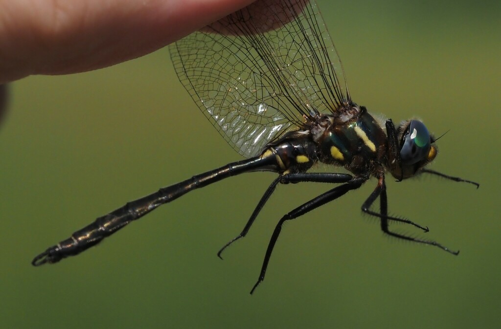 Plains Emerald in July 2023 by Rob Tymstra · iNaturalist