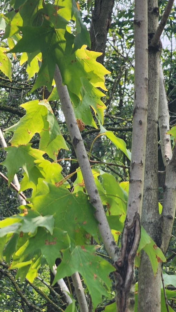 Norway maple from St.Andrew-Windfields, Toronto, ON, Canada on July 25 ...