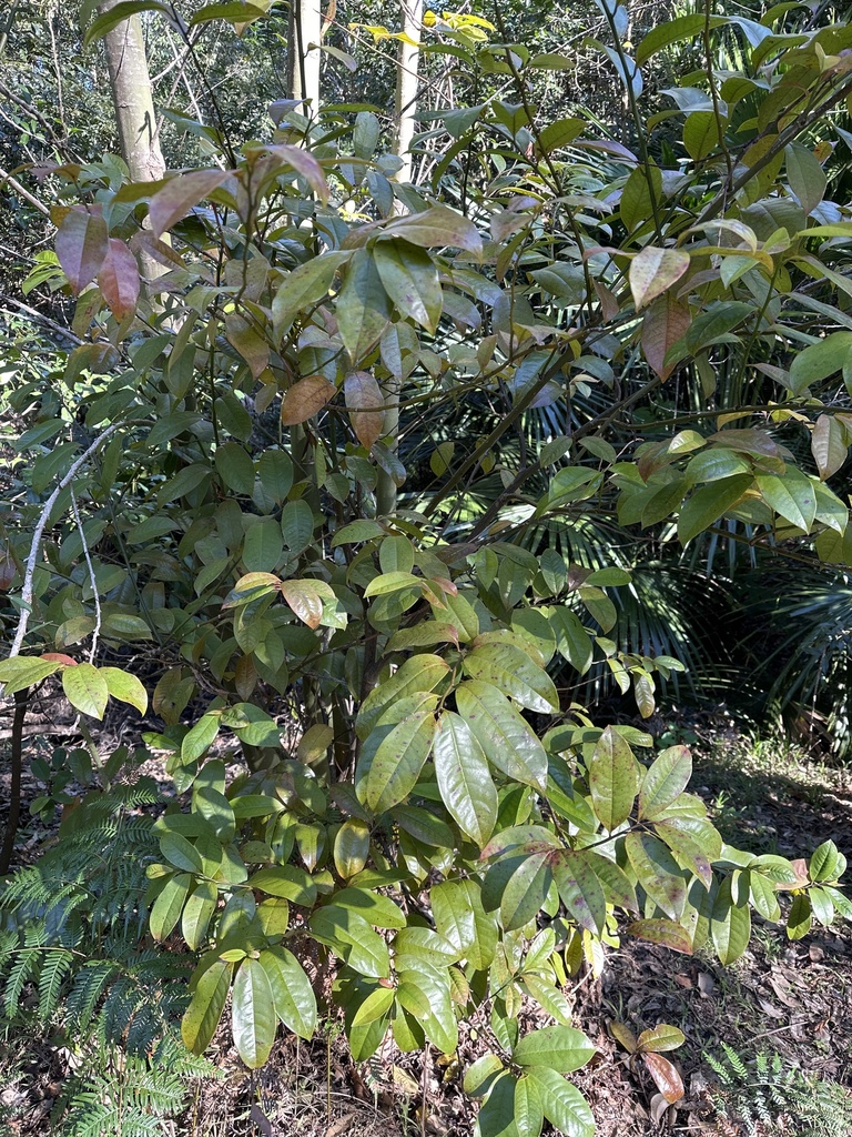Bolwarra from Toongari Bushland Reserve, Avalon Beach, NSW, AU on July ...