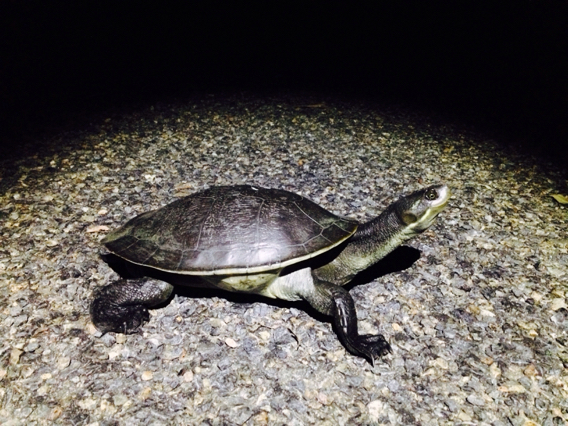 Krefft's River Turtle from 4605 on February 20, 2016 at 10:22 AM by ...