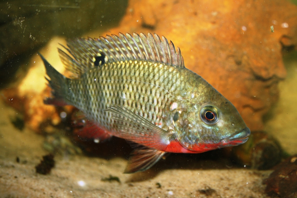 Redbreast Tilapia (Coptodon rendalli) - Marine Life Identification
