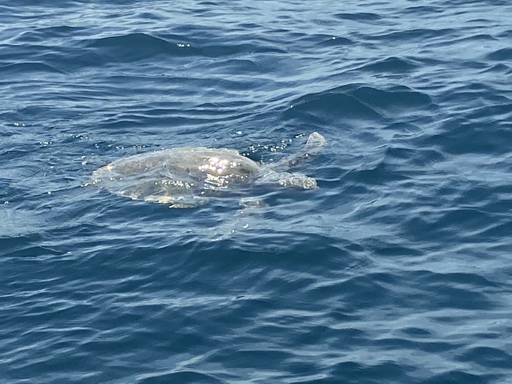 Typical Sea Turtles from Timor Sea, Rakula, NT, AU on April 7, 2022 at ...