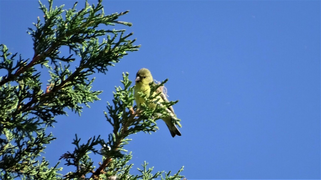 Siskins and New World Goldfinches from Americana, El Salto, Dgo ...