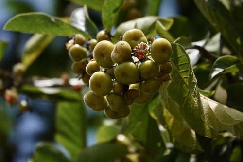 Turraea robusta · NaturaLista Colombia
