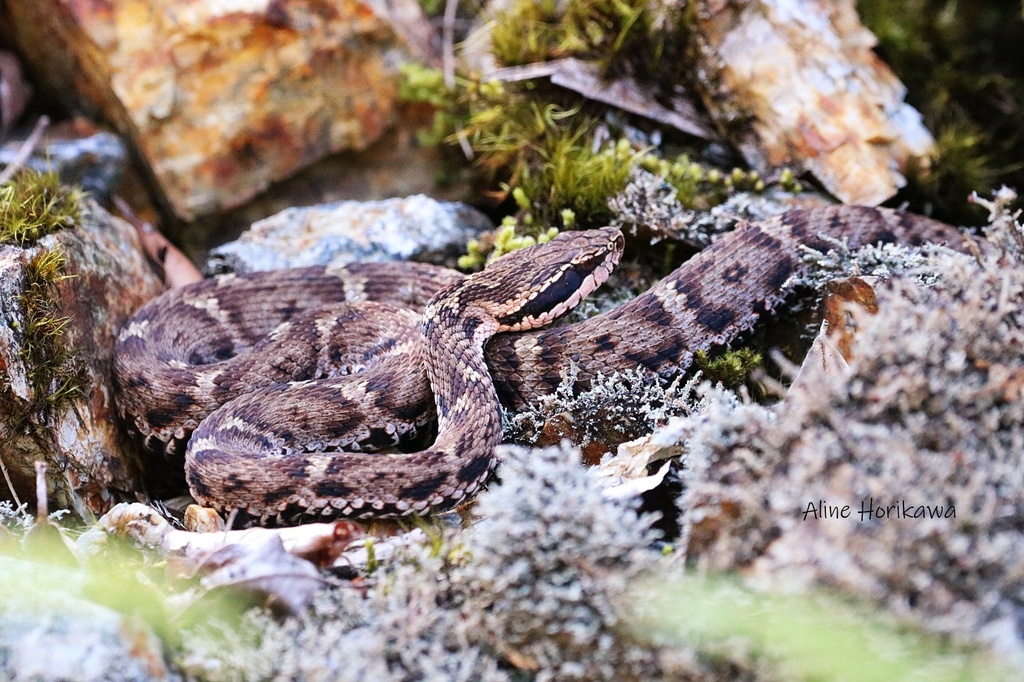 Short-tailed Mamushi from Kōka, Shiga, Japão on July 27, 2023 at 09:07 ...