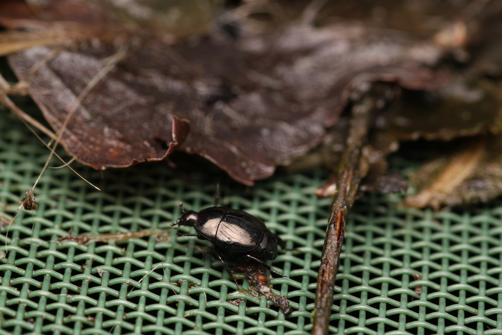 Saprinus semistriatus in July 2023 by Louis Puille · iNaturalist