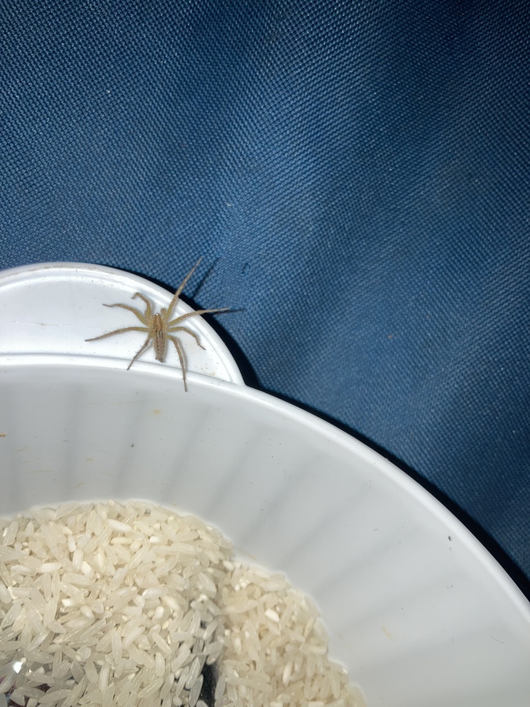 Grass Spiders from Homan Ave, Markham, IL, US on July 27, 2023 at 01:30 ...
