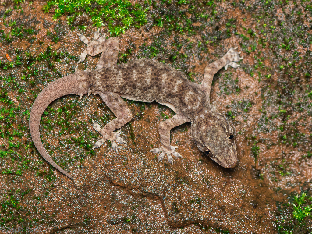House Geckos from Dharampur, Gujarat, India on July 13, 2023 at 08:54 ...