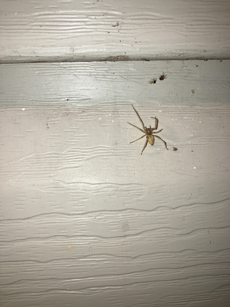 Longlegged Sac Spiders from Homan Ave, Markham, IL, US on July 27, 2023 ...