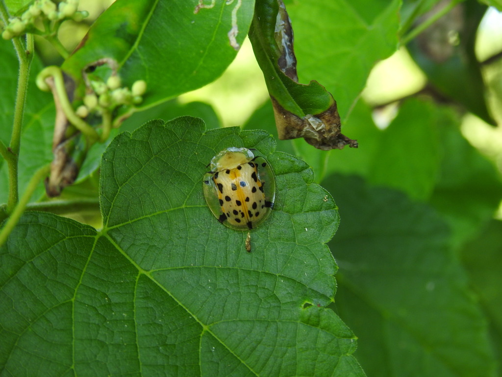 Asian Spotted Tortoise Beetle from 300台灣新竹市 on July 25, 2023 at 03:22 ...