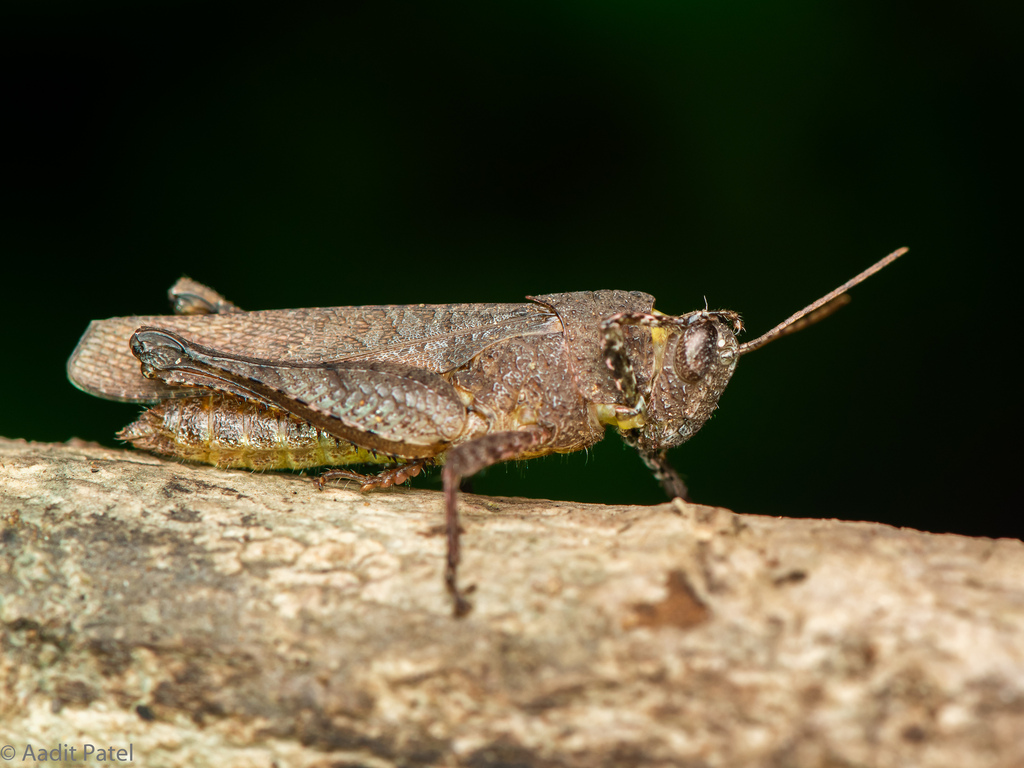 Coptacra punctaria from Dharampur, Gujarat, India on July 13, 2023 at ...