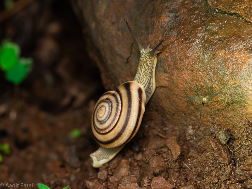 Helicinan Snails and Slugs from Dharampur, Gujarat, India on July 13 ...