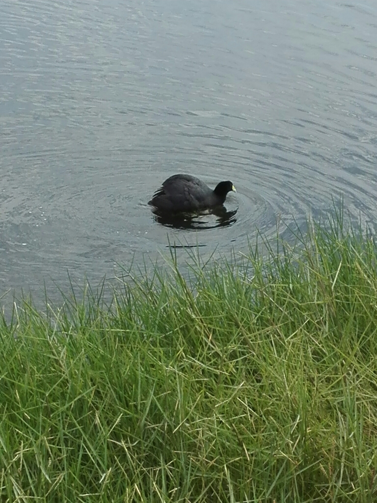 Slate-colored Coot from Unnamed Road, Perú on January 20, 2019 at 08:44 ...