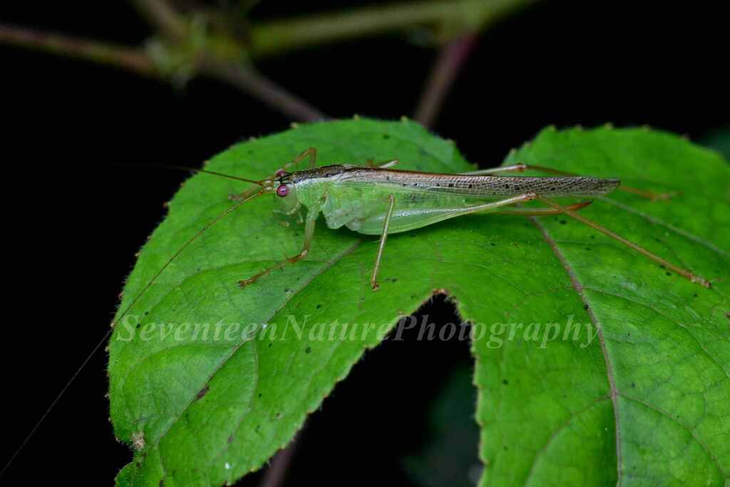 Xizicus szechwanensis from 中国江苏省南京市玄武区 on July 24, 2023 at 10:46 PM by ...