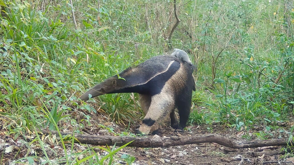Giant Anteater in July 2023 by PoloNes. https://youtu.be/7kpiq_qoJnI ...
