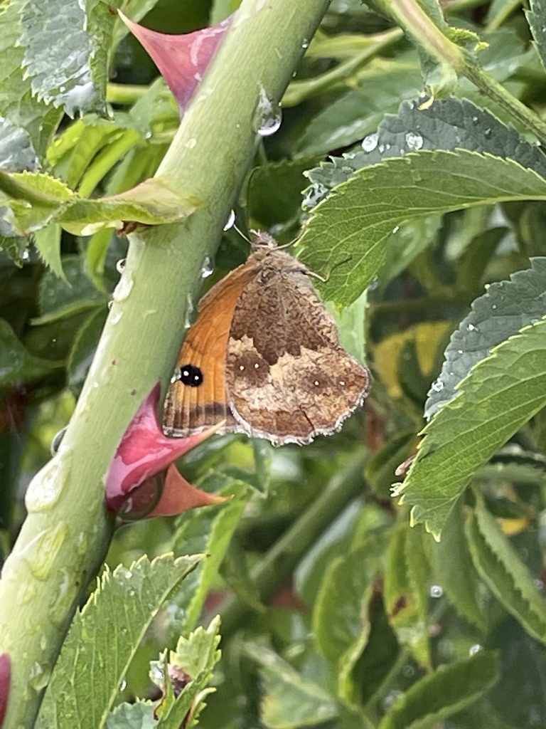 Gatekeeper from Brent, London, England, GB on 27 July, 2023 at 08:58 AM ...