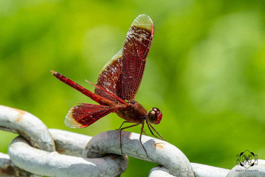 Straight-edge Red Parasol from Kinabalu, MY-SA-RA, MY-SA, MY on July 14 ...