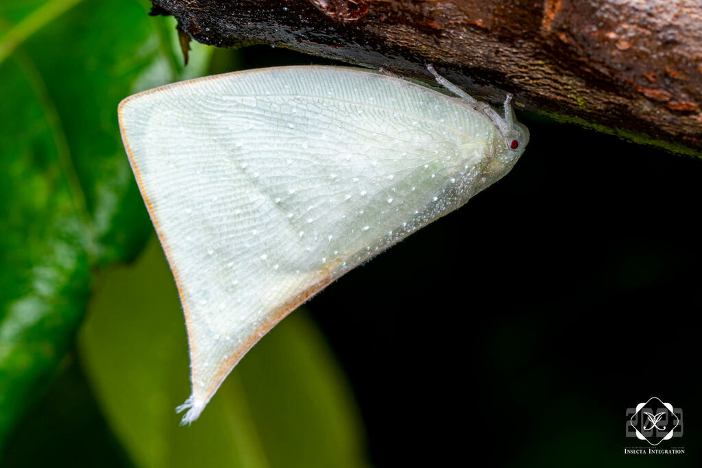 Colobesthes falcata from 马来西亚沙巴拉瑙 on July 14, 2023 at 08:50 PM by ...