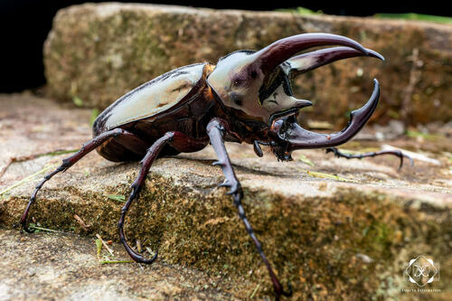 Horned Atlas Beetle