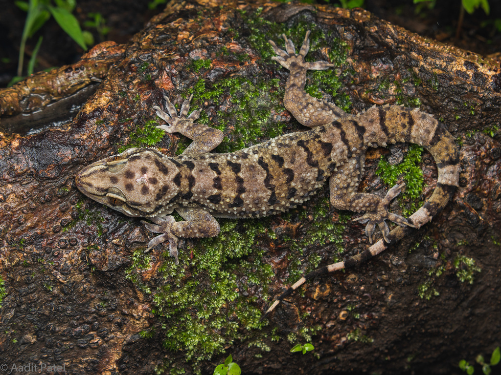 Giant Spotted Gecko from Dharampur, Gujarat, India on July 19, 2023 at ...