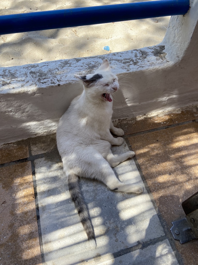 Domestic Cat from Crete, Rethymno, Crete, GR on July 27, 2023 at 03:04 ...