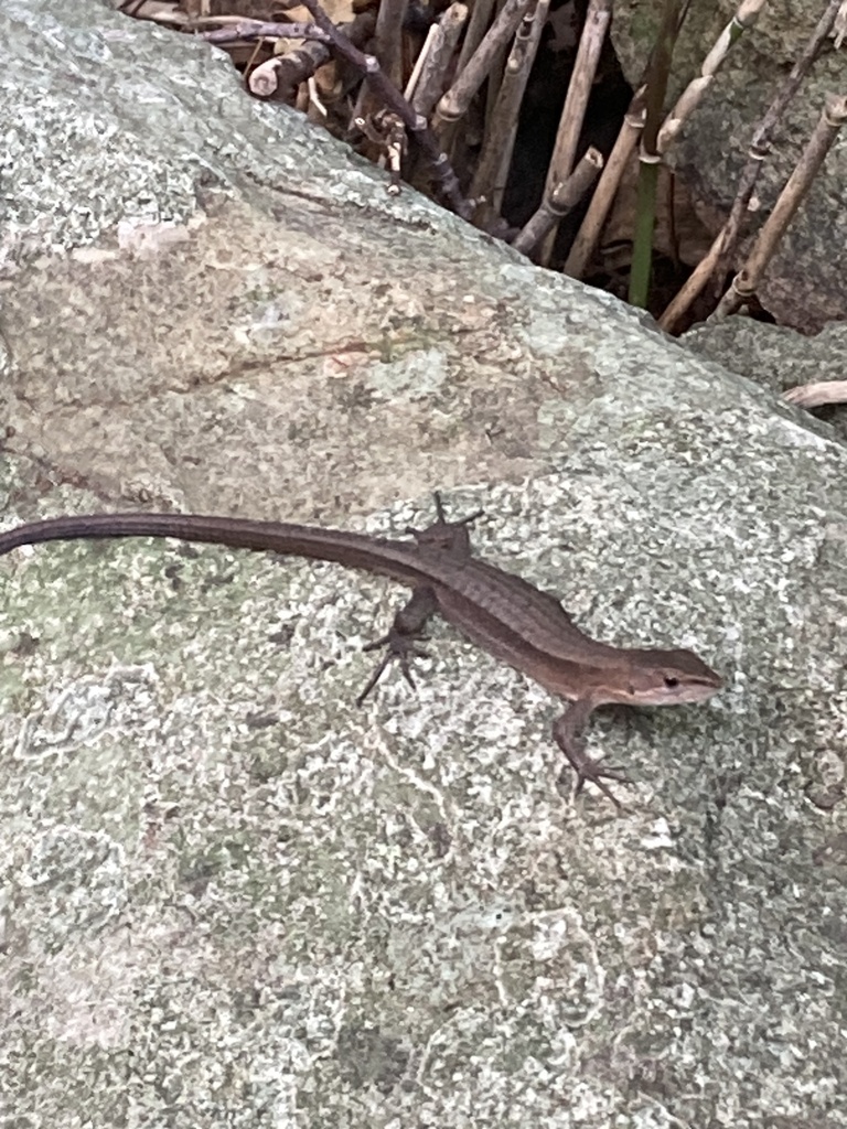 Japanese Grass Lizard from Maruyama, Chuo, Sapporo, Hokkaido, JP on ...