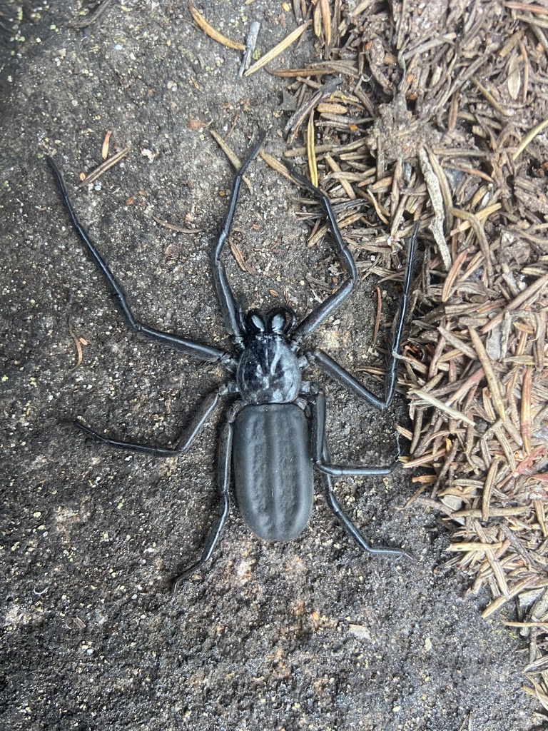 Scorpion Flat Spiders from Heathcote, NSW, AU on June 28, 2023 at 11:53 ...