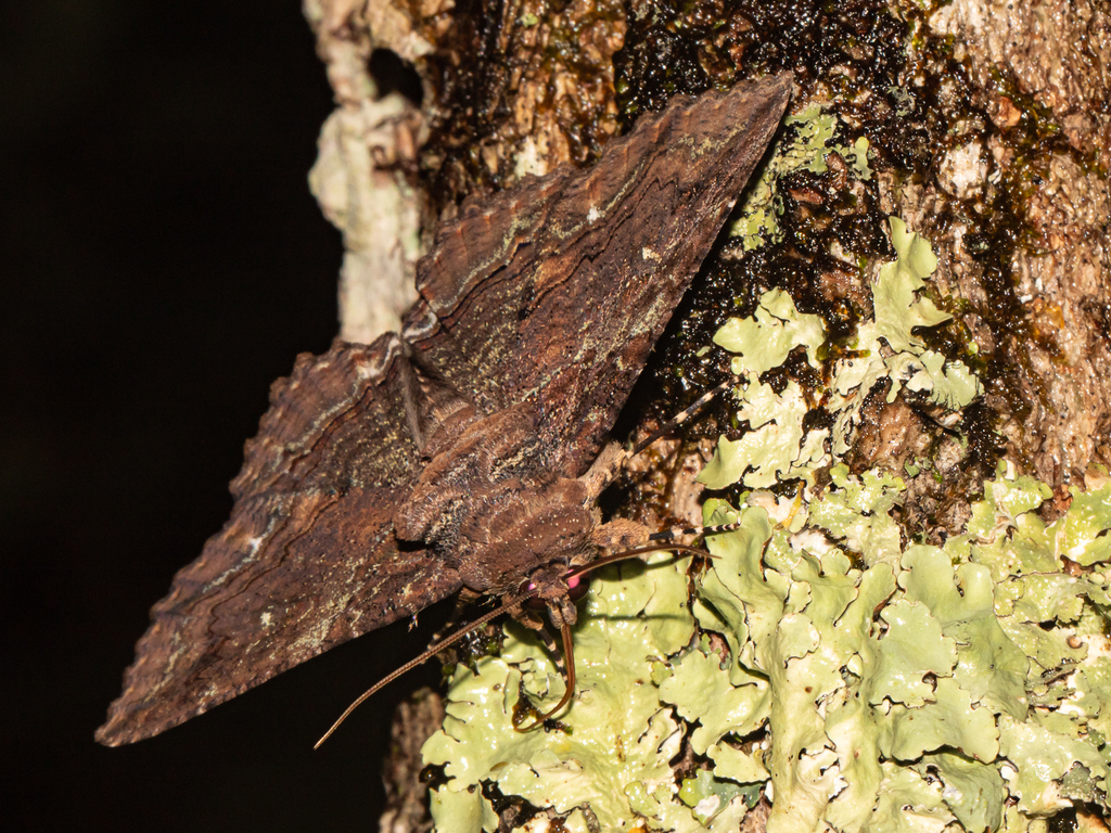 Lunate Zale Moth from Anne Arundel County, MD, USA on July 12, 2023 at ...