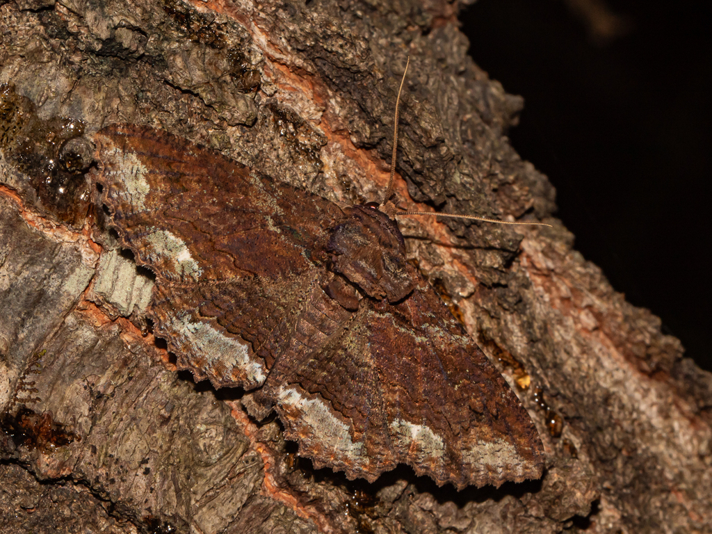 Lunate Zale Moth from Anne Arundel County, MD, USA on July 12, 2023 at ...