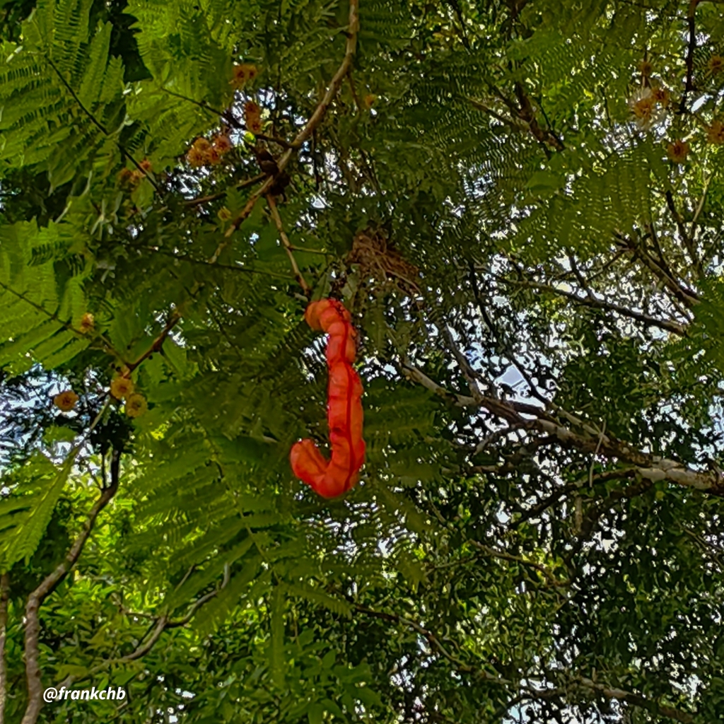 Cojoba arborea from 9PX8+FG, Playa Matapalo, Provincia de Puntarenas ...