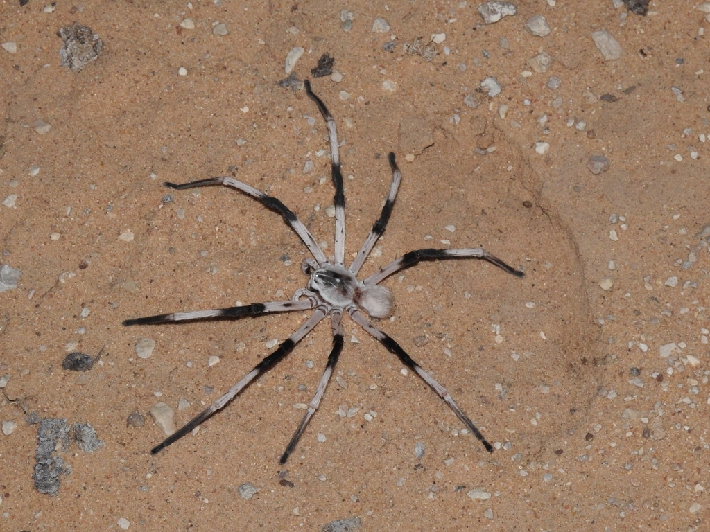 Cerbalus aravaensis from אזור הערבה, ישראל on July 25, 2023 at 11:30 PM ...