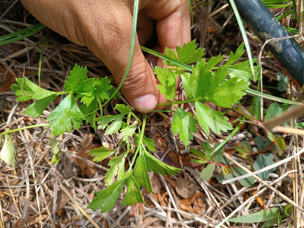 Apio desde Pescadero vereda, Támesis, Antioquia, Colombia el 27 de ...