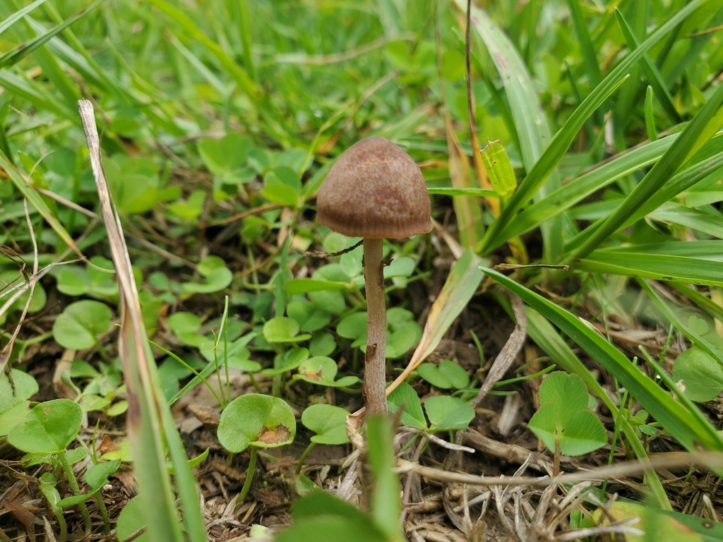 Banded Mottlegill from 48955 Jal., México on July 26, 2023 at 11:29 AM ...