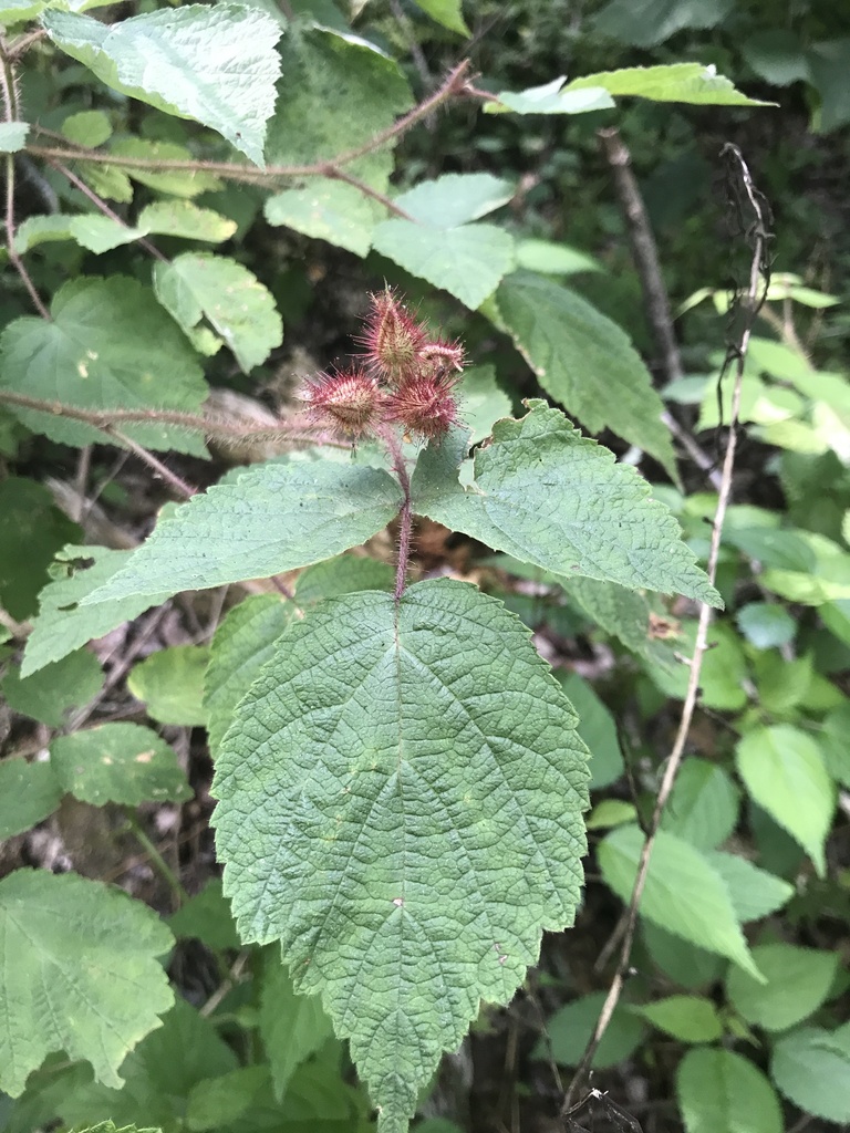 wineberry from Shenandoah National Park, Stanley, VA, US on July 27 ...