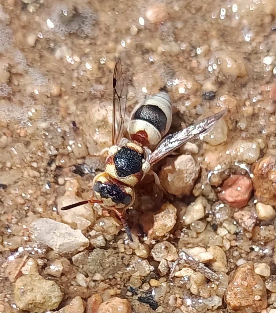 Eustenancistrocerus inconstans from Ilamane on July 22, 2023 at 10:26 ...