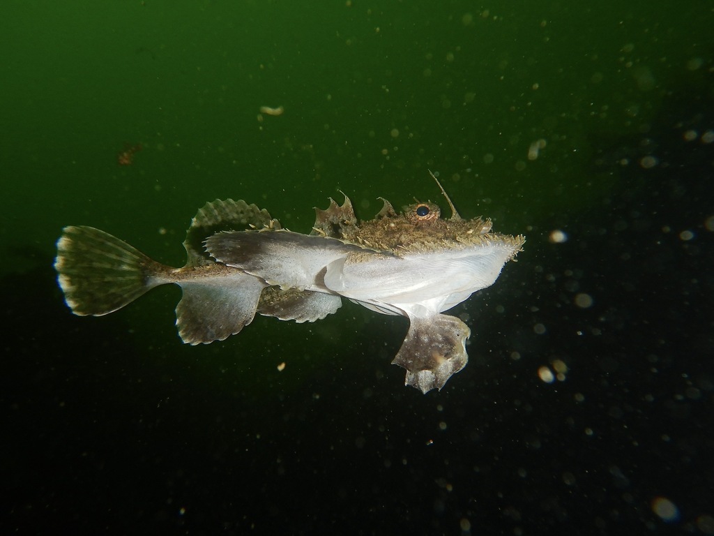 American Monkfish from York County, ME, USA on July 22, 2023 at 11:06 ...