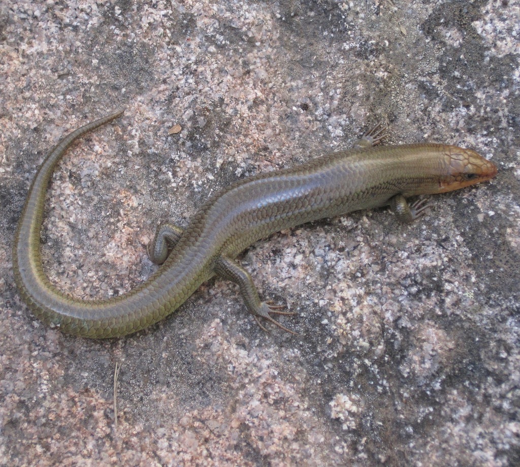 Western Red-tailed Skink in October 2011 by Brian Hinds · iNaturalist