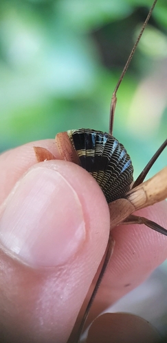 Angela purpurascens · iNaturalist