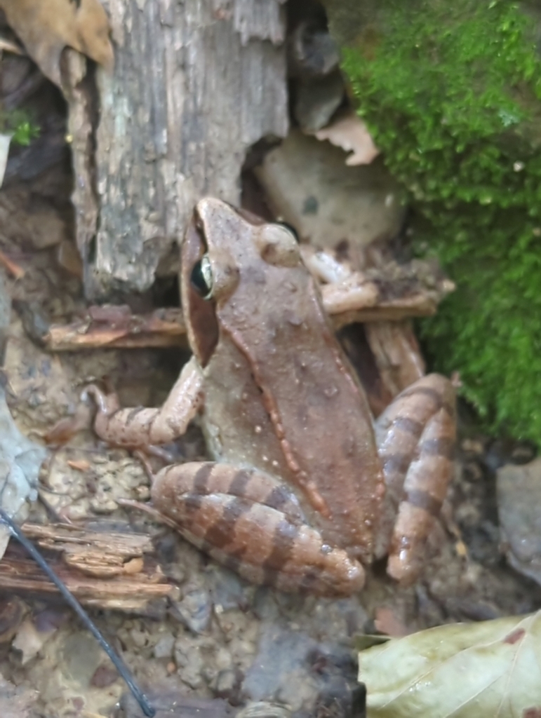 Wood Frog in July 2023 by Talon Larson · iNaturalist