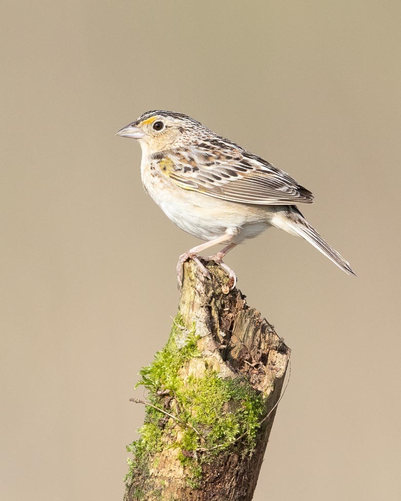 Grasshopper Sparrow from Norfolk County, ON, Canada on May 20, 2023 at ...