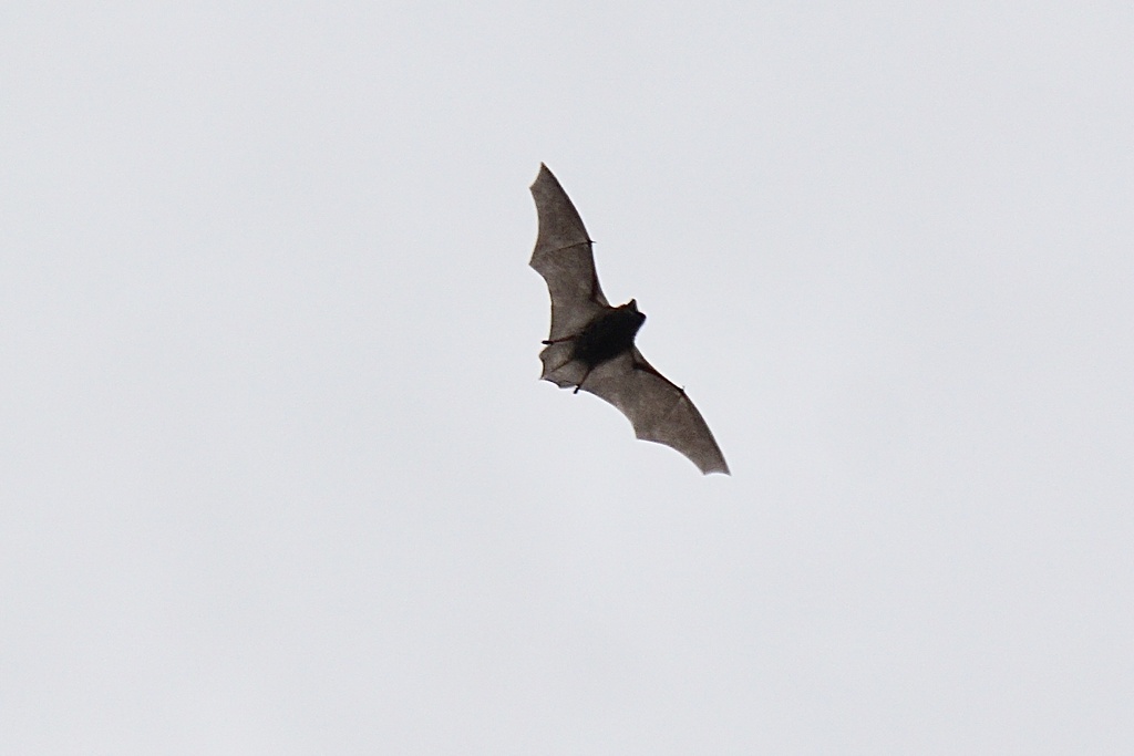 Vesper Bats from East Sussex, England, GB on July 5, 2023 at 10:56 AM ...