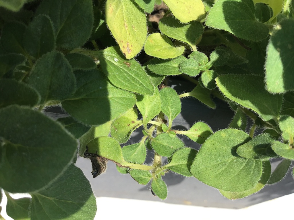Oregano from Covered Bridge Trail, Harbeson, DE, US on July 27, 2023 at ...